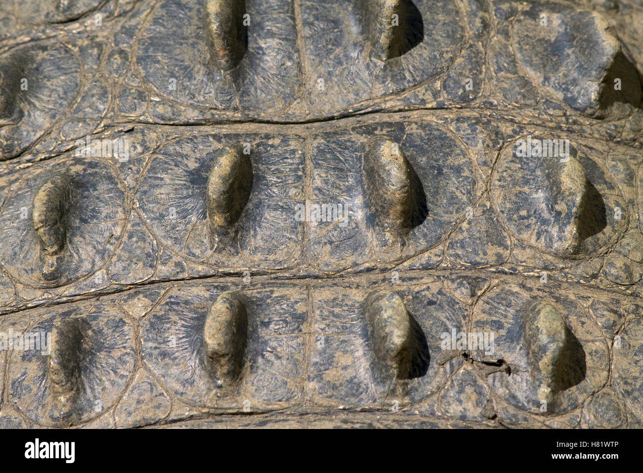 Saltwater Crocodile (Crocodylus porosus) skin detail, Darwin, Australia ...