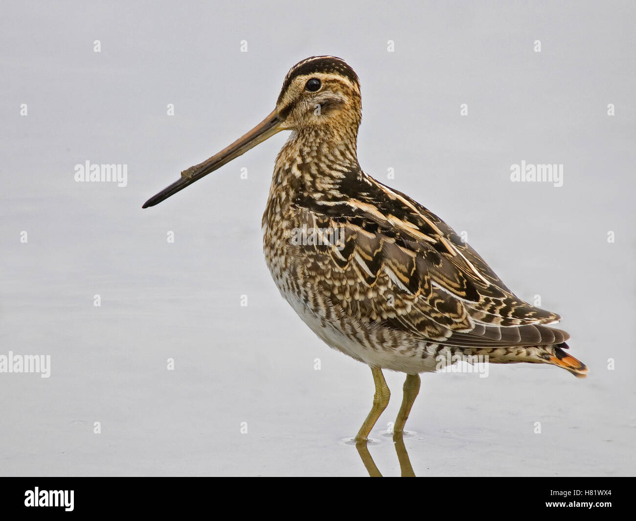 Common Snipe (Gallinago gallinago), Den Helder, Netherlands Stock Photo ...