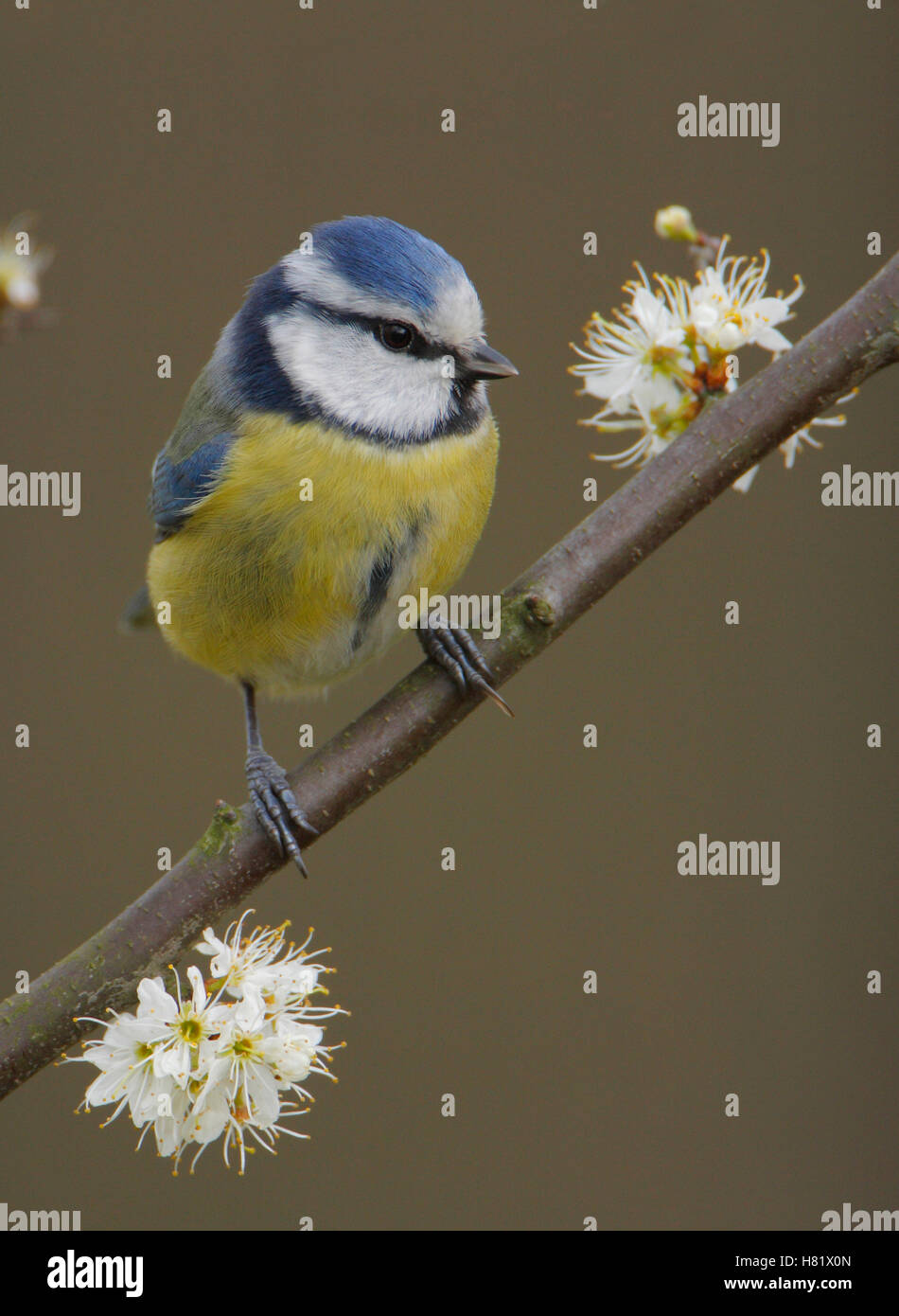 Blue Tit (Cyanistes caeruleus), Valkenburg aan de Geul, Netherlands ...