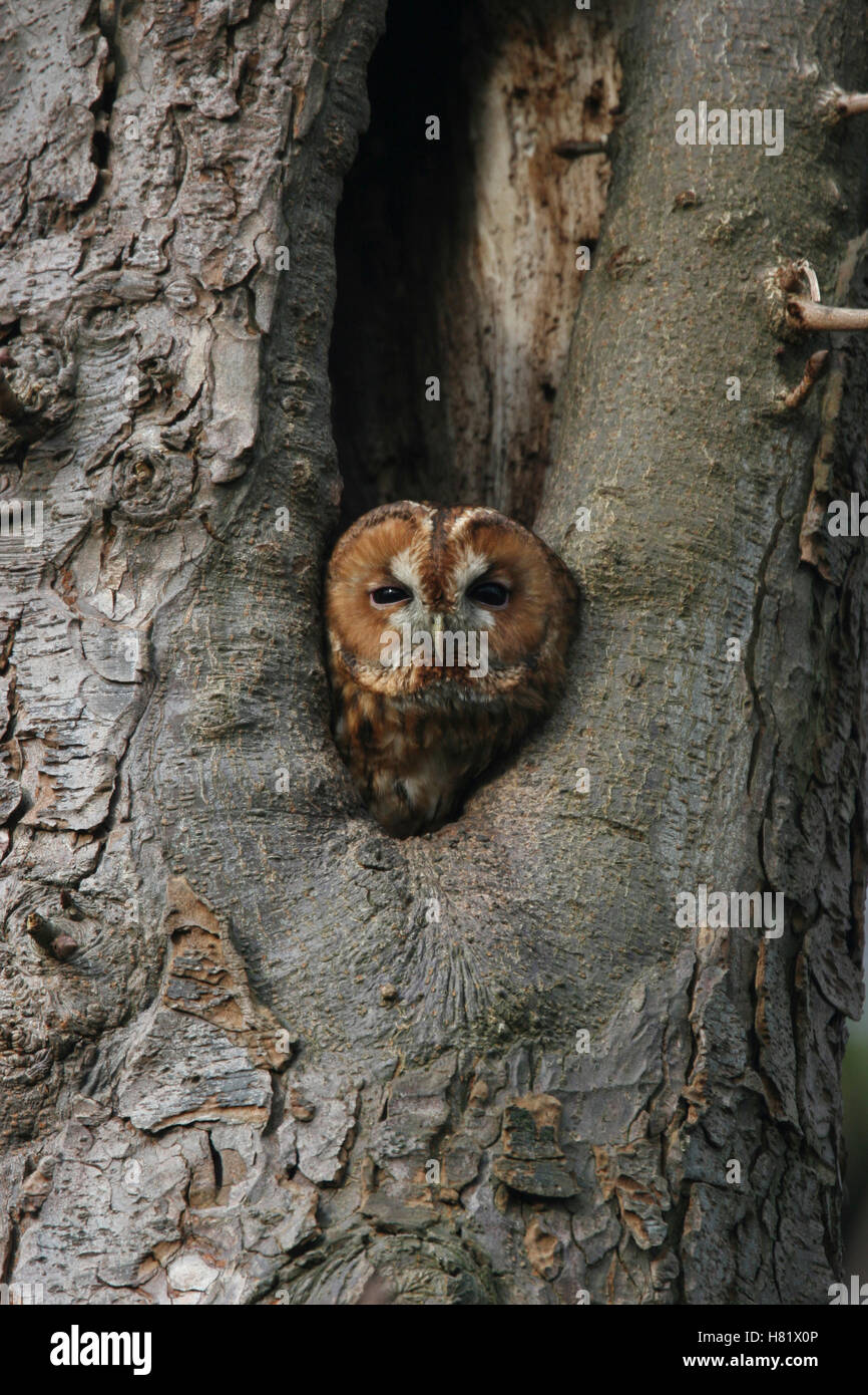 Tawny Owl (Strix aluco) in nest cavity, Zuid Holland, Netherlands Stock ...