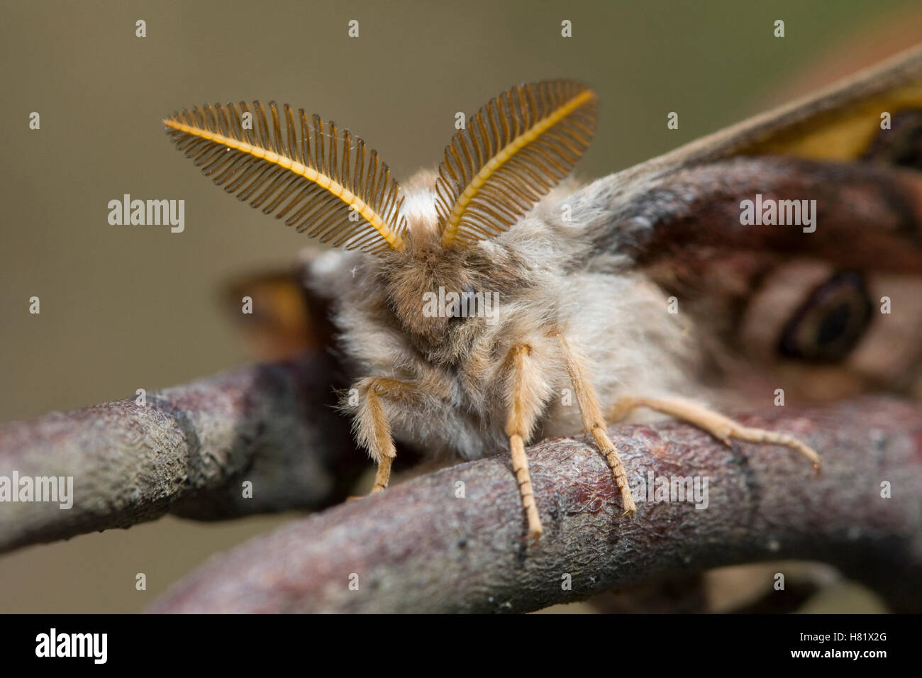 Small Emperor Moth (Saturnia pavonia) male, Europe Stock Photo - Alamy