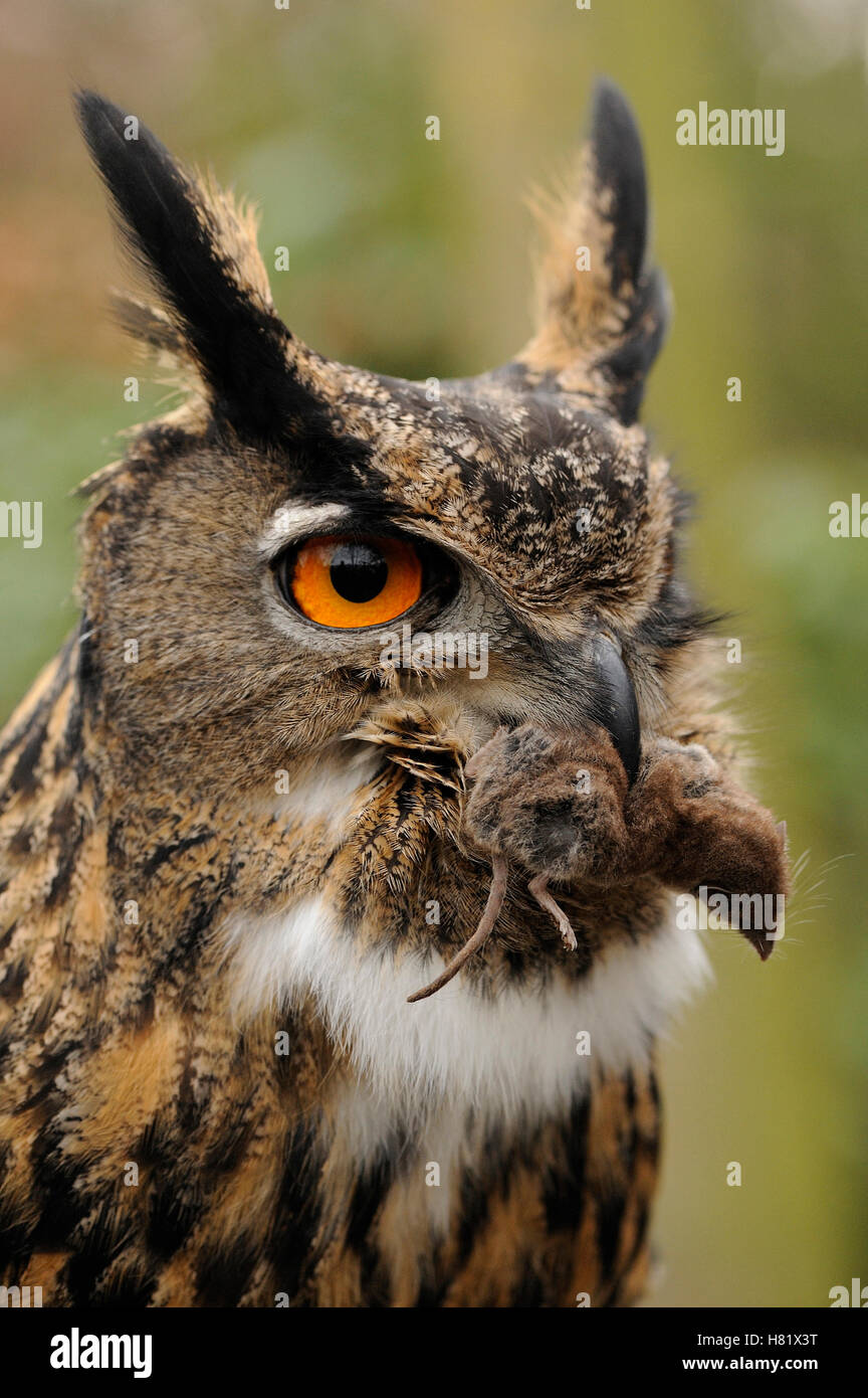 Eurasian Eagle-Owl (Bubo bubo) with mouse prey, Didam, Netherlands ...