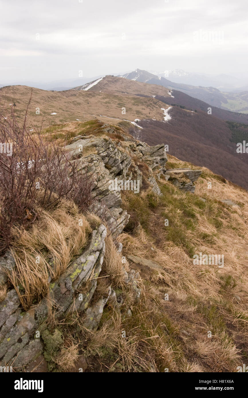Rides showing distinct tree line, Bieszczadzki National Park, Poland ...