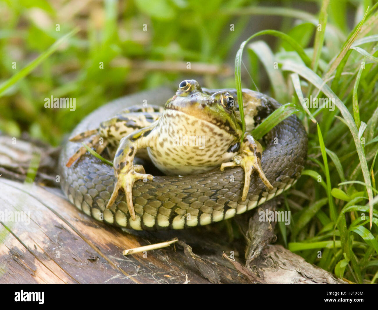 Grass Snake (Natrix natrix) struggling to swallow a Green Frog (Rana ...