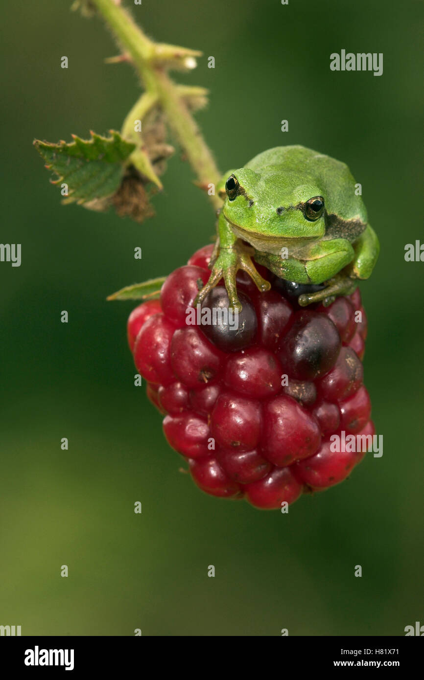 European Tree Frog (Hyla arborea) juvenile on Bramble (Rubus sp ...