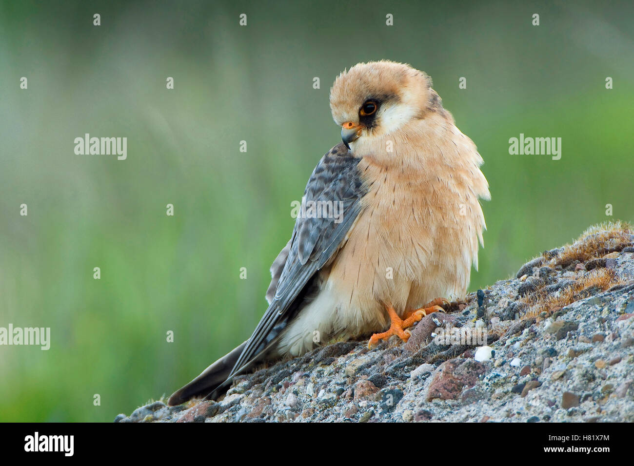 Red-footed Falcon (Falco vespertinus), Helgoland, Germany Stock Photo ...