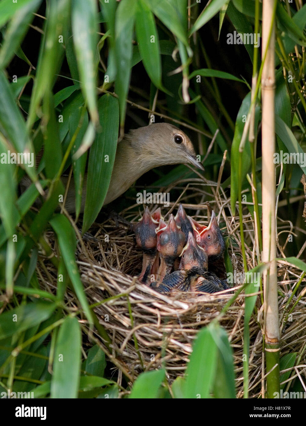 Common Chiffchaff (Phylloscopus collybita) parent with begging young ...