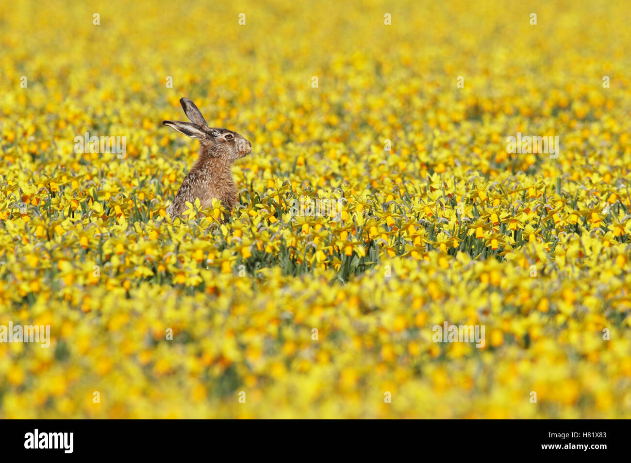 European Hare (Lepus europaeus) in Daffodil (Narcissus sp) field ...