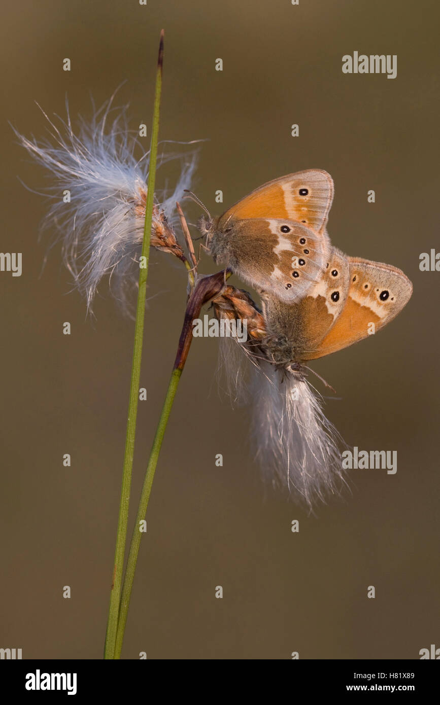 Common Ringlet (Coenonympha tullia) butterfly pair, Drenthe ...