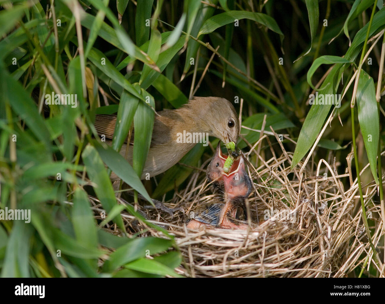 Common Chiffchaff (Phylloscopus collybita) parent feeding a caterpillar ...