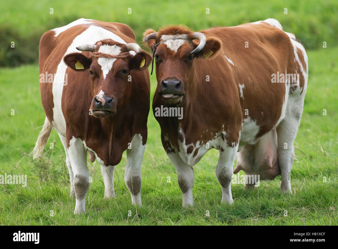 Domestic Cattle (Bos taurus) pair, Netherlands Stock Photo - Alamy