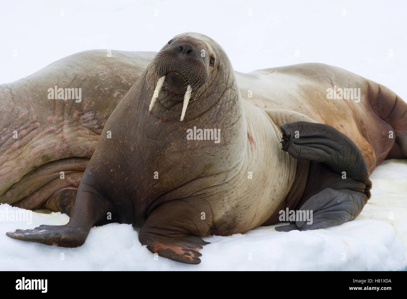 Walrus (Odobenus rosmarus) pair, Spitsbergen, Norway Stock Photo - Alamy