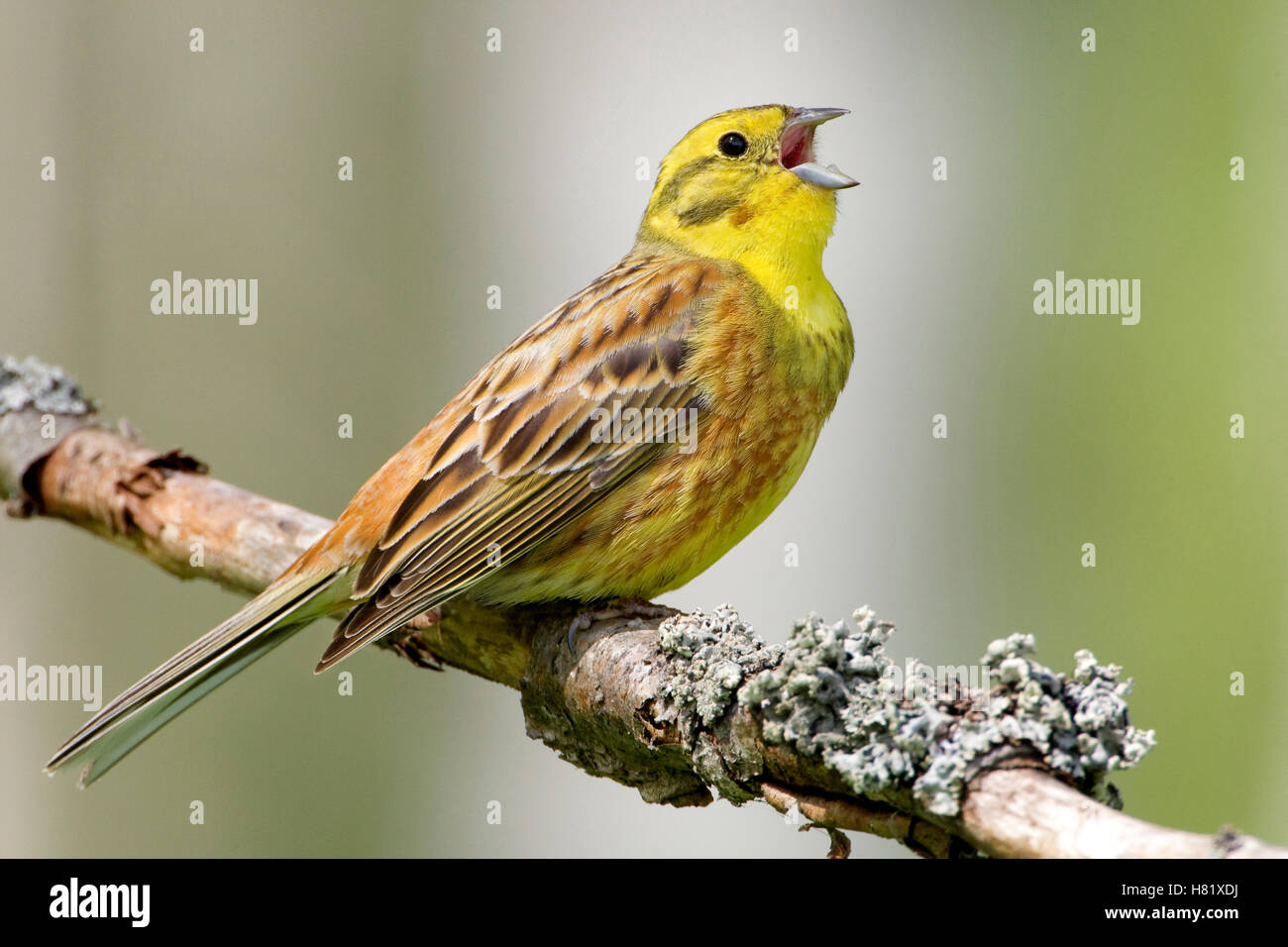 Yellowhammer (Emberiza citrinella) male singing, Vartsila, Finland ...