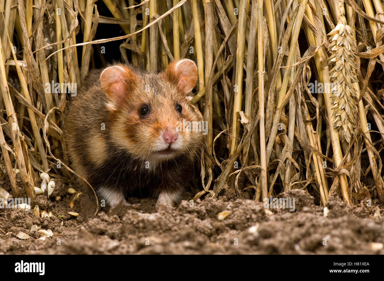 Common Hamster (Cricetus cricetus), Zuid-Limburg, Netherlands Stock ...