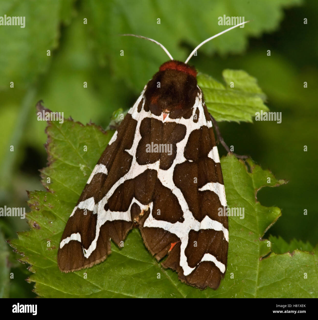 Garden Tiger (Arctia caja) moth, Dordrecht, Netherlands Stock Photo - Alamy