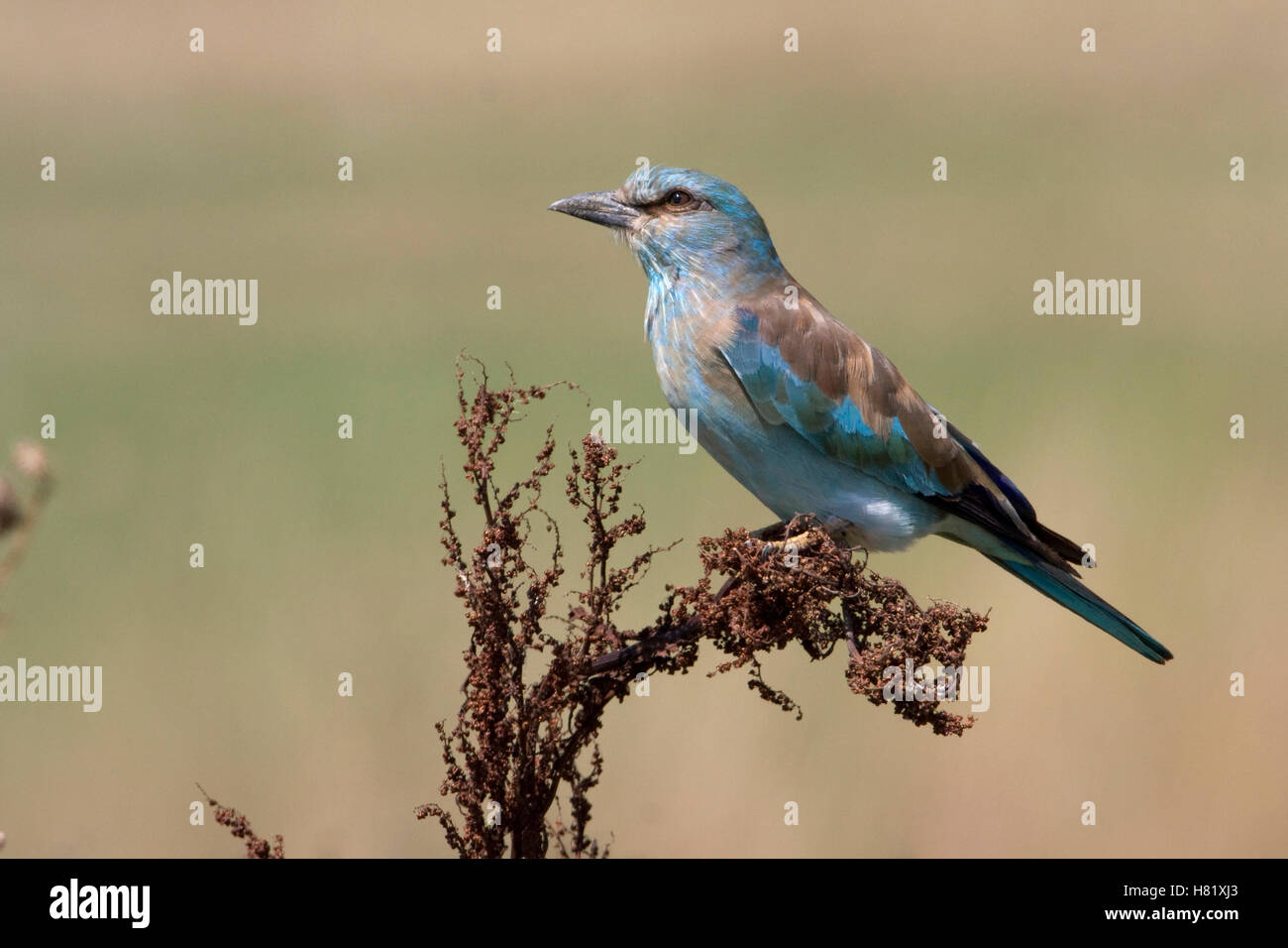 European Roller (Coracias garrulus), Hungary Stock Photo - Alamy