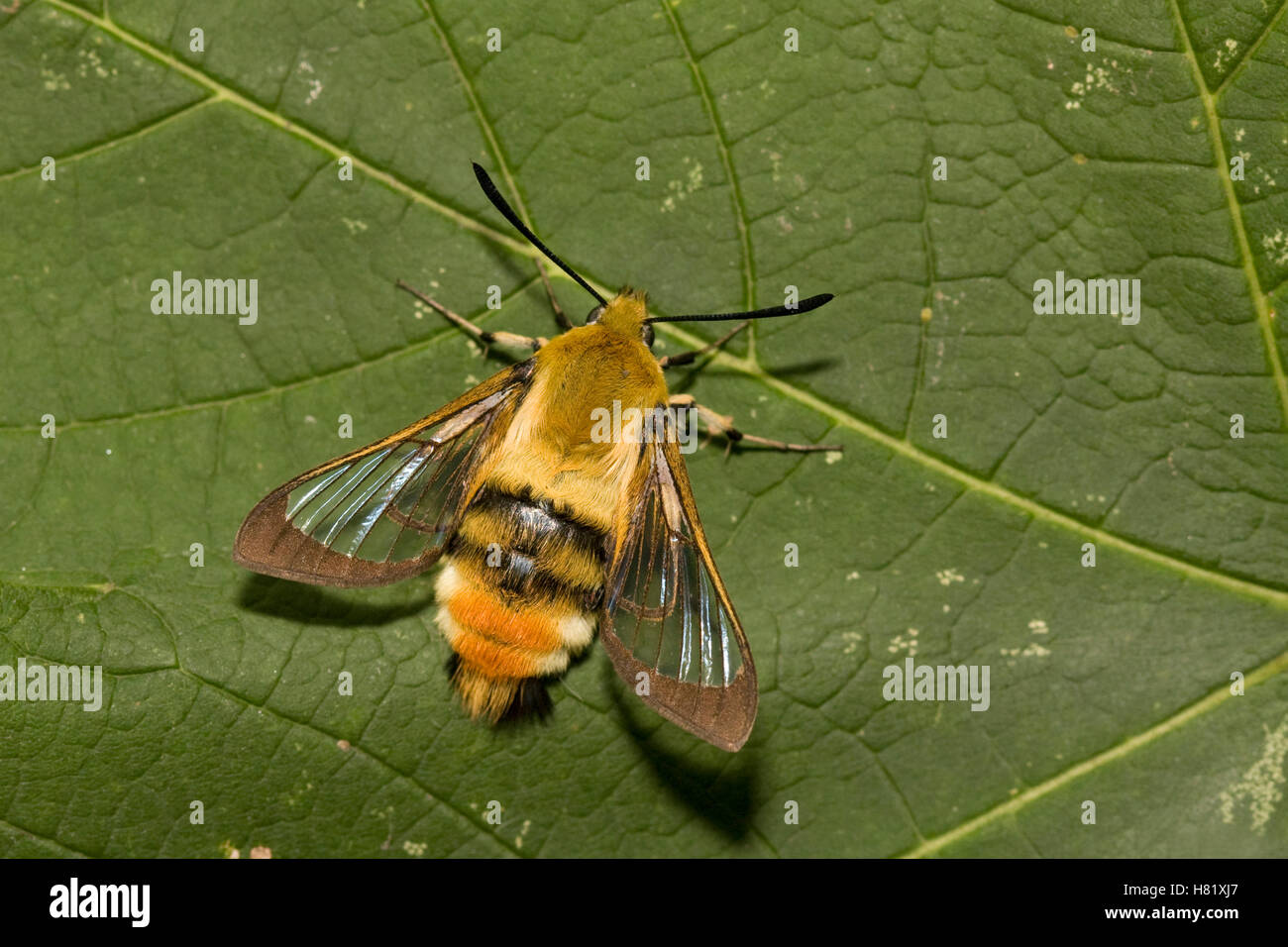 Narrow-bordered Bee Hawkmoth (Hemaris tityus) mimics bees, Valais ...