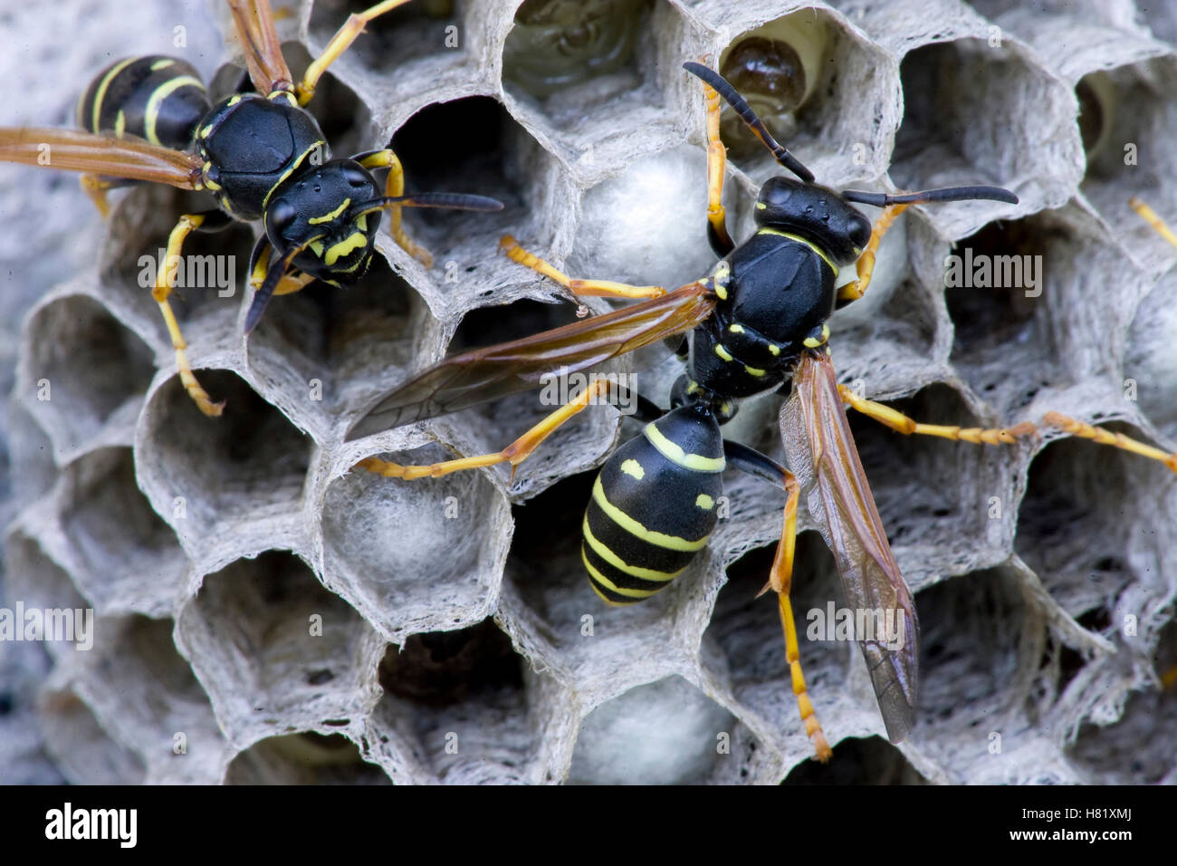 European Paper Wasp (Polistes dominulus) pair at nest, Frankrijk ...