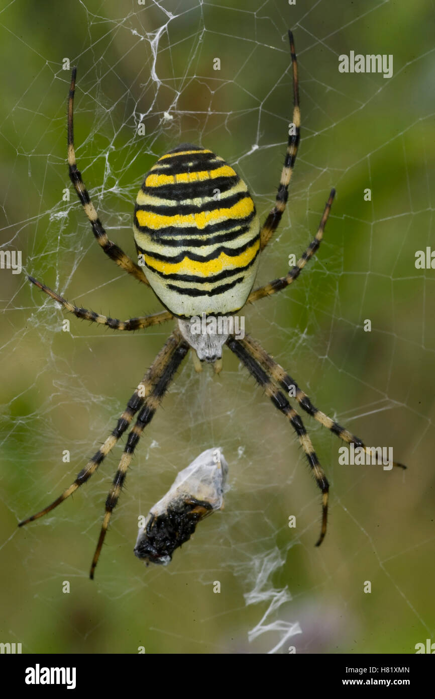 Wasp Spider (Argiope bruennichi) with mummified prey insect on its web ...