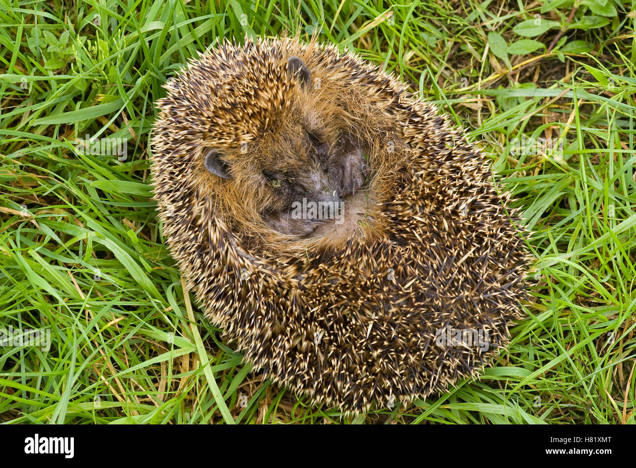 Brown-breasted Hedgehog (Erinaceus europaeus) rolled into defensive ...