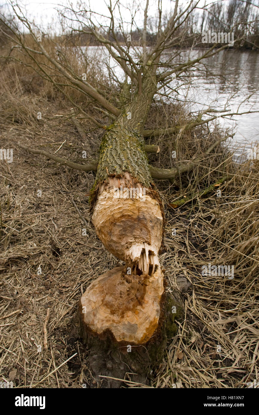 European Beaver (Castor fiber) bite marks on end of felled tree ...