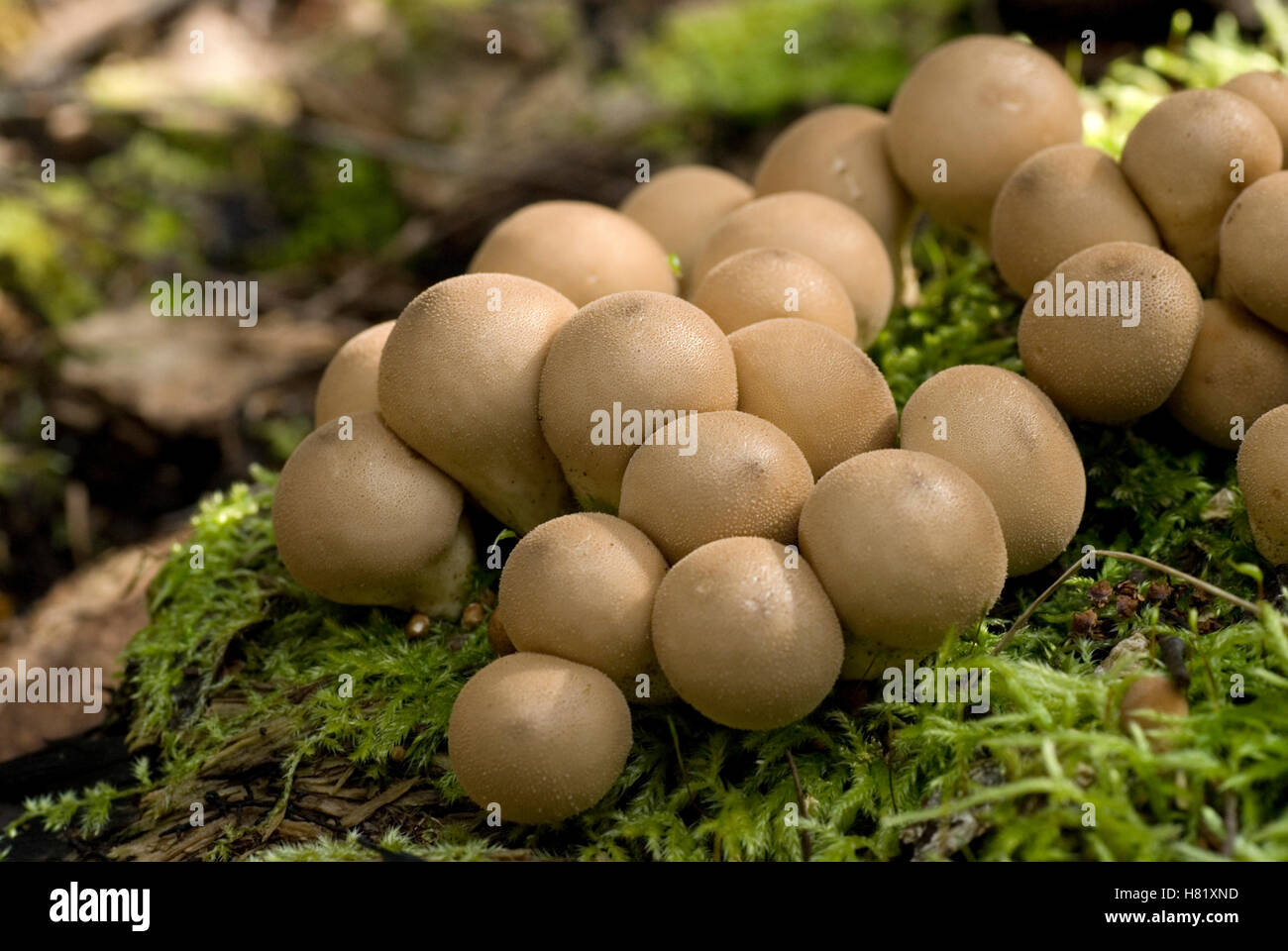 Wolf-fart Puffball (Lycoperdon pyriforme), Murillo, Canada Stock Photo ...