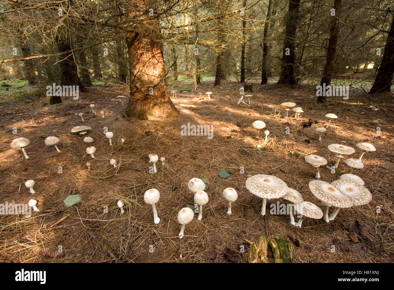 Shaggy Parasol (Chlorophyllum rachodes) mushrooms in a fairy ring ...
