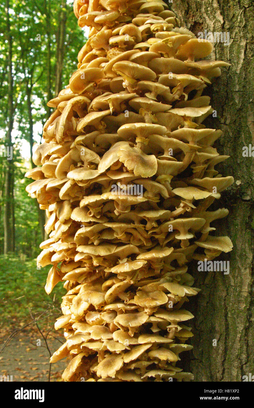 Honey Fungus (Armillaria sp) fruiting from a dead tree, The Hague ...