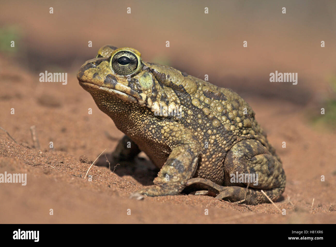 Garman's Toad (Bufo garmani) on red sand, iSimangaliso Wetland Park ...