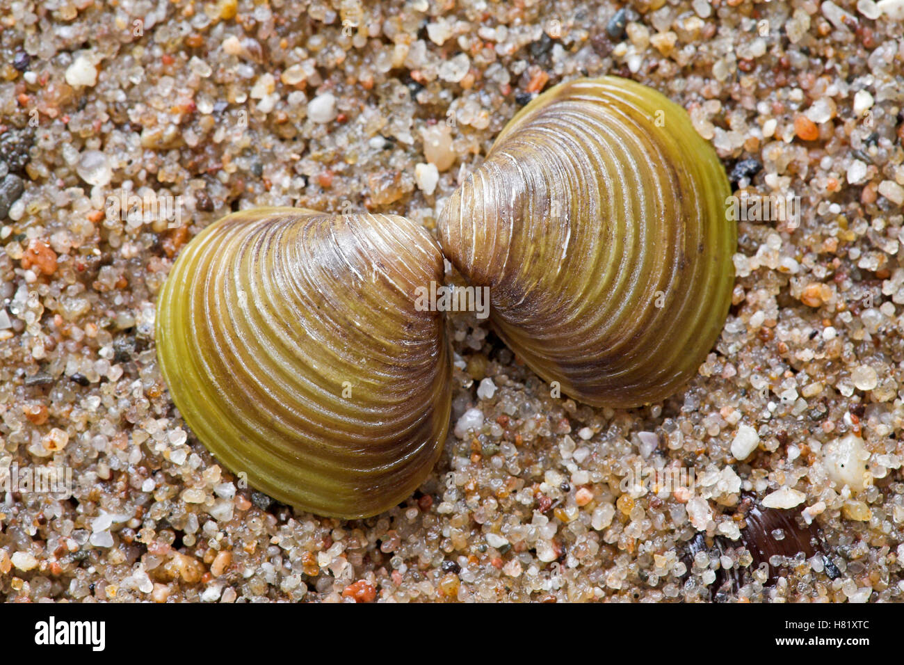Asian Clam (Corbicula fluminea) washed up on beach, Herwijnen ...