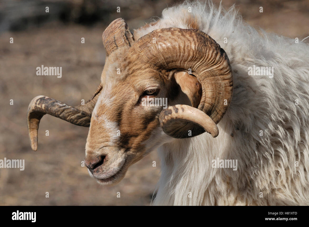 Domestic Sheep (Ovis aries) ram with curled horns, Mithymna, Greece ...