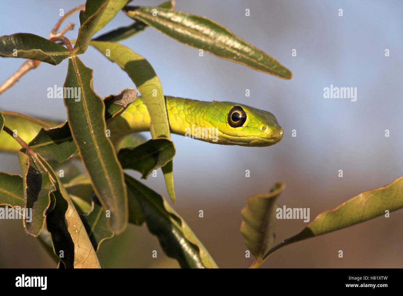 Natal Green Snake (Philothamnus natalensis), iSimangaliso Wetland Park ...