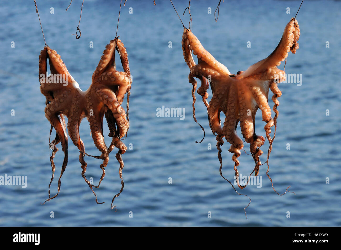Common Octopus (Octopus vulgaris) tentacles hanging on line, Mithymna ...