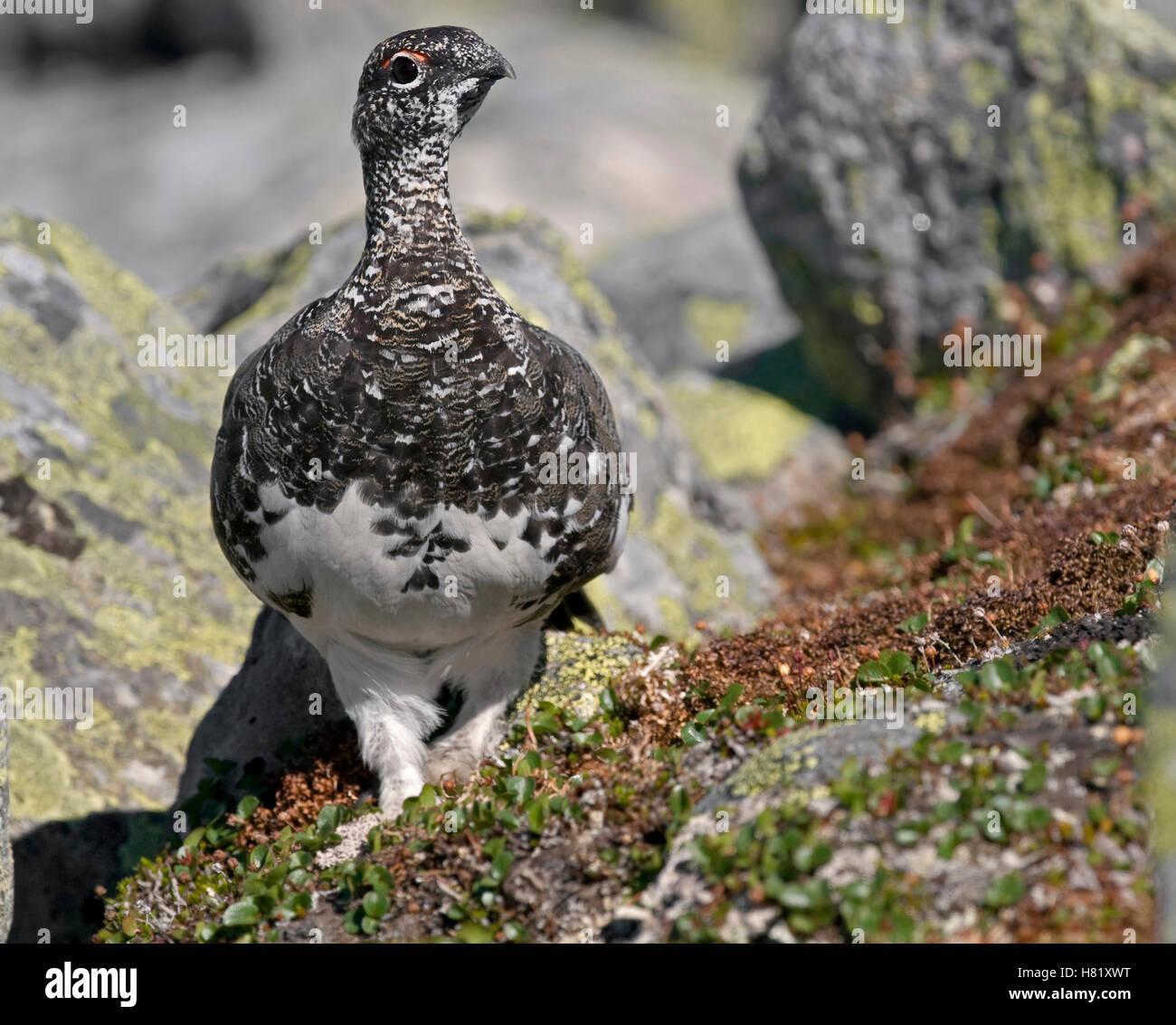 Rock Ptarmigan (Lagopus muta), Dovrefjell, Norway Stock Photo - Alamy