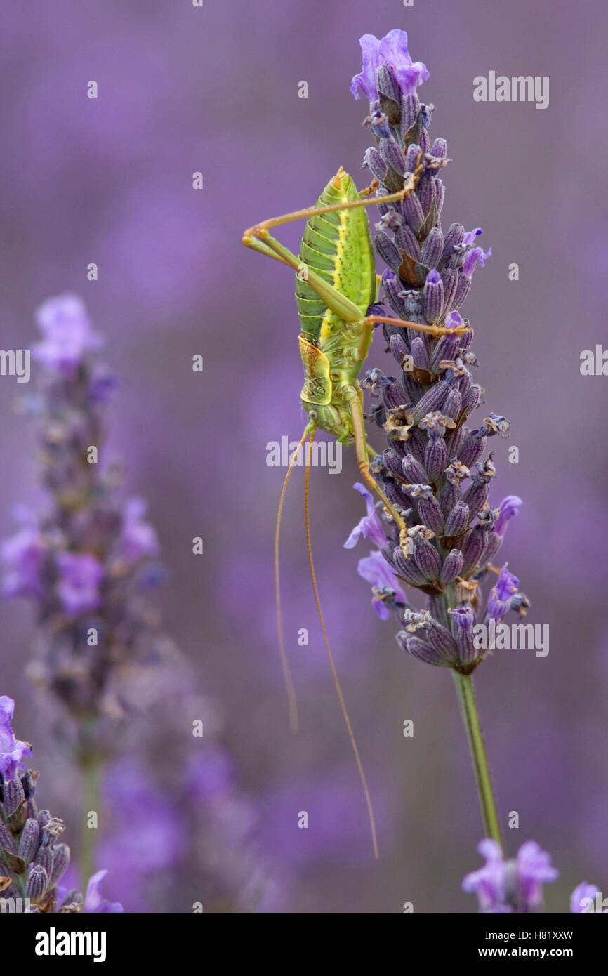 Saddle-back Bush Cricket (Ephippiger ephippiger) on Lavender (Lavandula ...