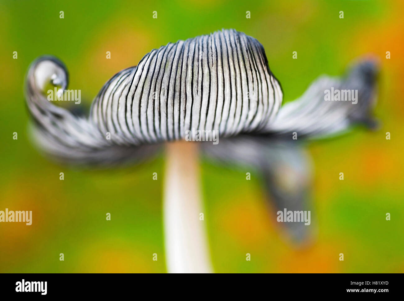 Hare's Foot (Coprinus lagopus) mushroom, Nijmegen, Netherlands Stock ...