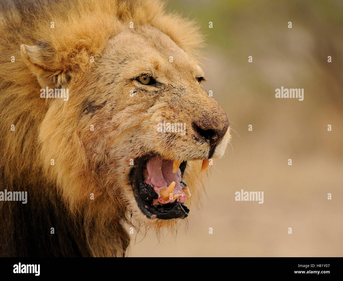 African Lion (Panthera leo) growling, Kruger National Park, South ...