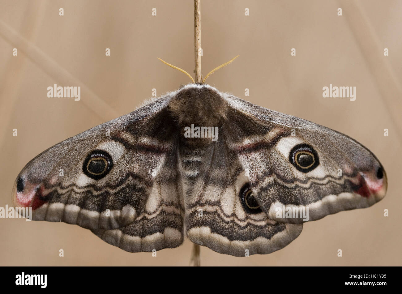 Small Emperor Moth (Saturnia pavonia) showing false eyespots, Radio ...
