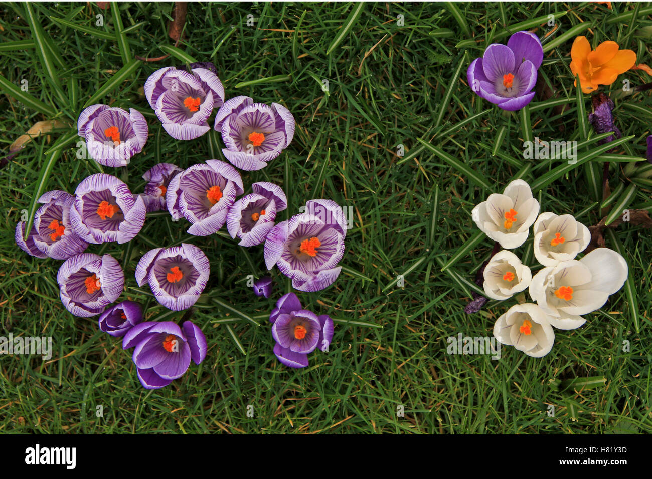 Dutch Crocus (Crocus vernus) purple, white and yellow varieties ...