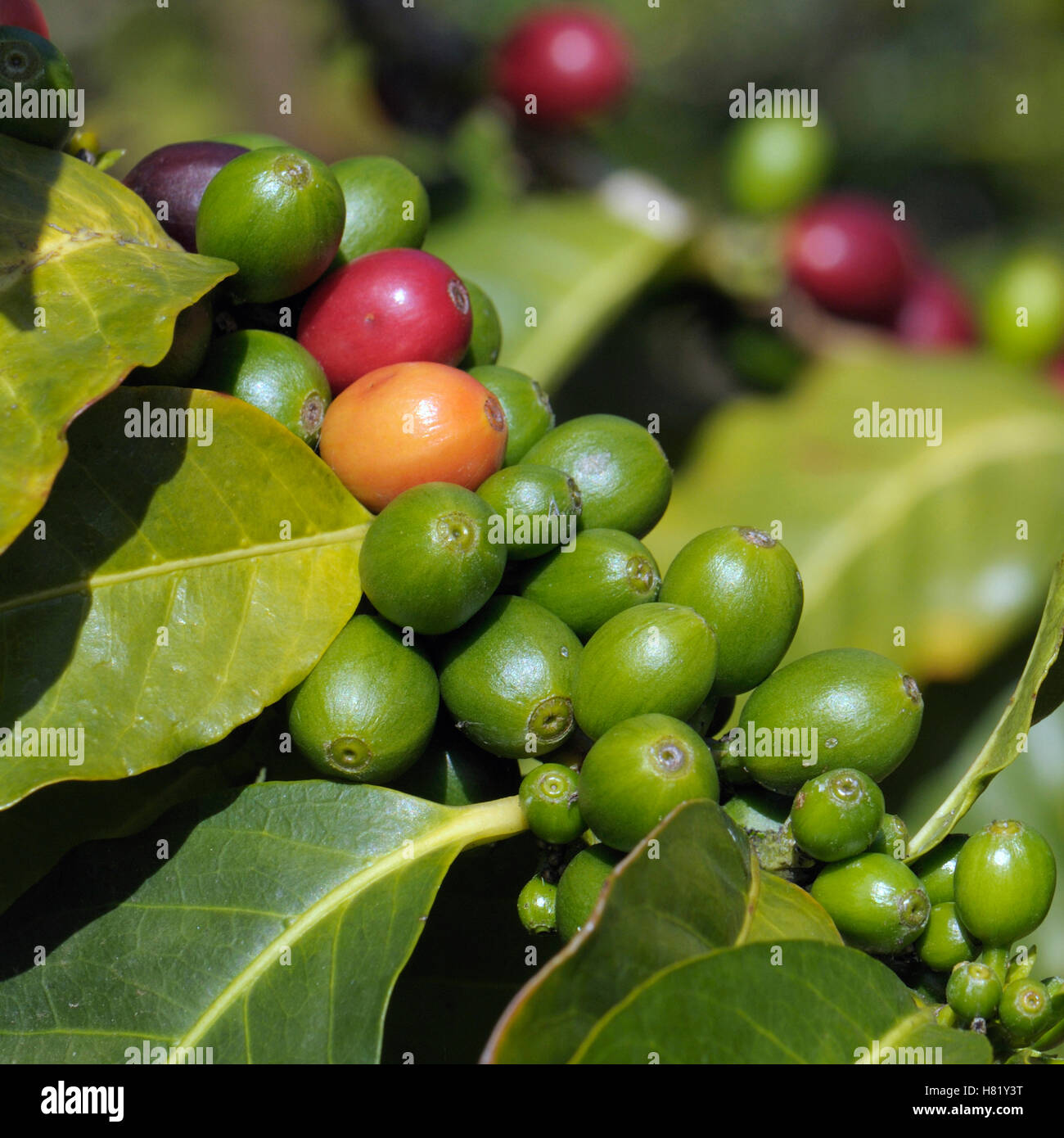 Robusta Coffee (Coffea canephora) berries, Funchal, Portugal Stock ...