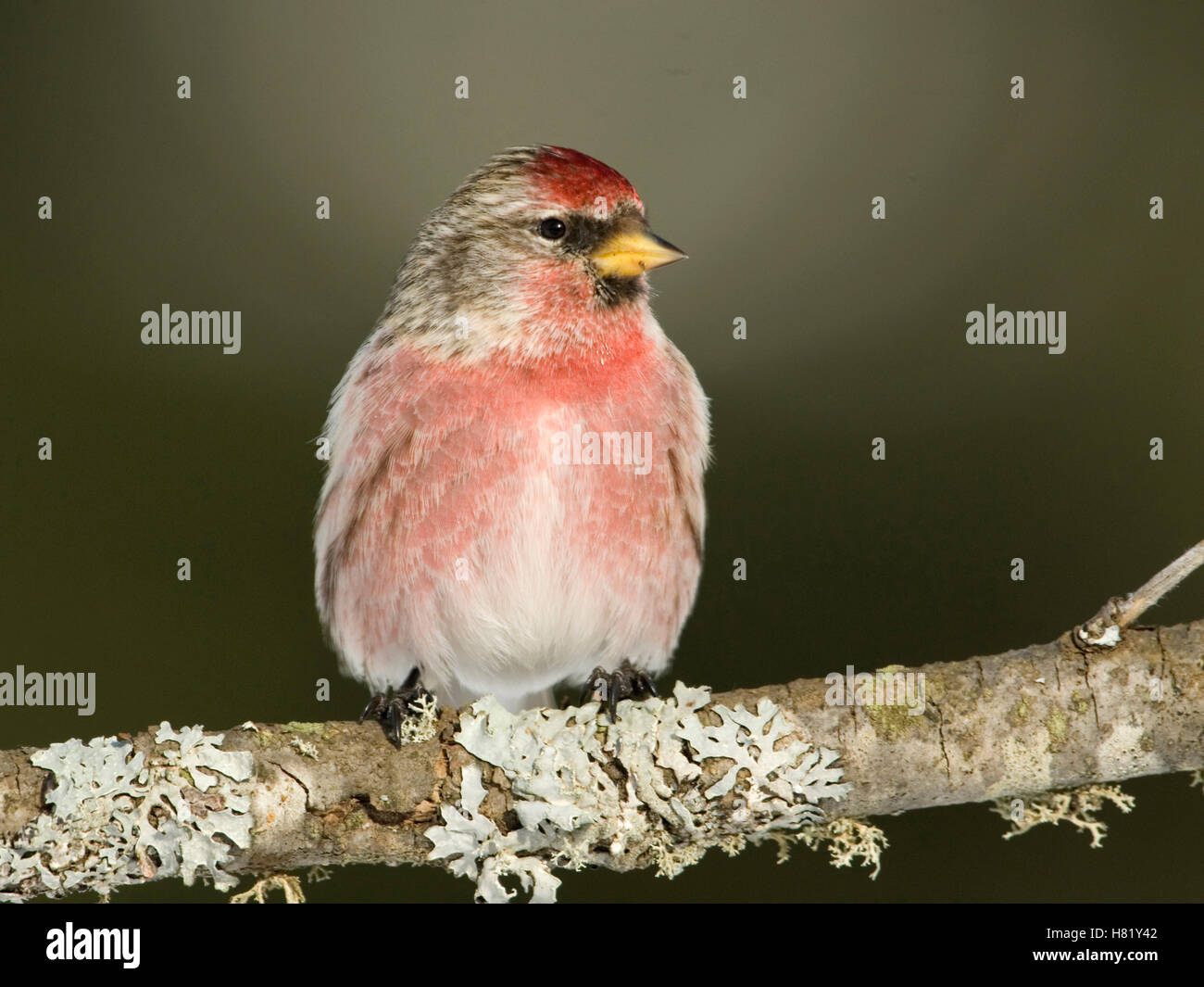 Common Redpoll (Carduelis flammea), Murillo, Canada Stock Photo - Alamy