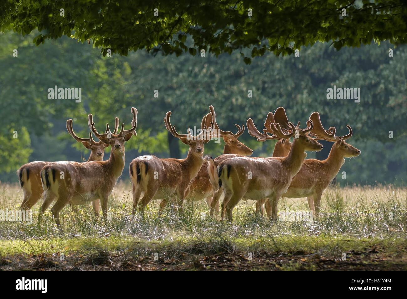 Fallow Deer (Dama dama) male herd with antlers in velvet, Europe Stock ...