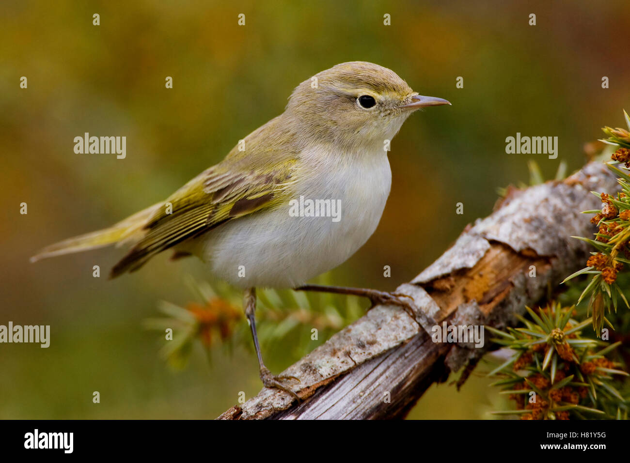 Bonelli's Warbler (Phylloscopus bonelli), Firenzuola, Italy Stock Photo ...
