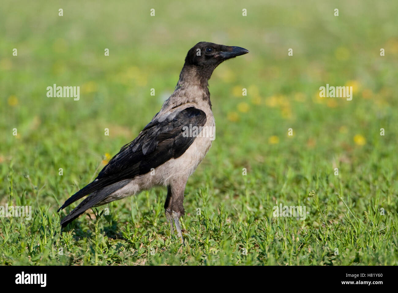 Hooded Crow (Corvus cornix) standing in grassy field, Florence, Italy ...