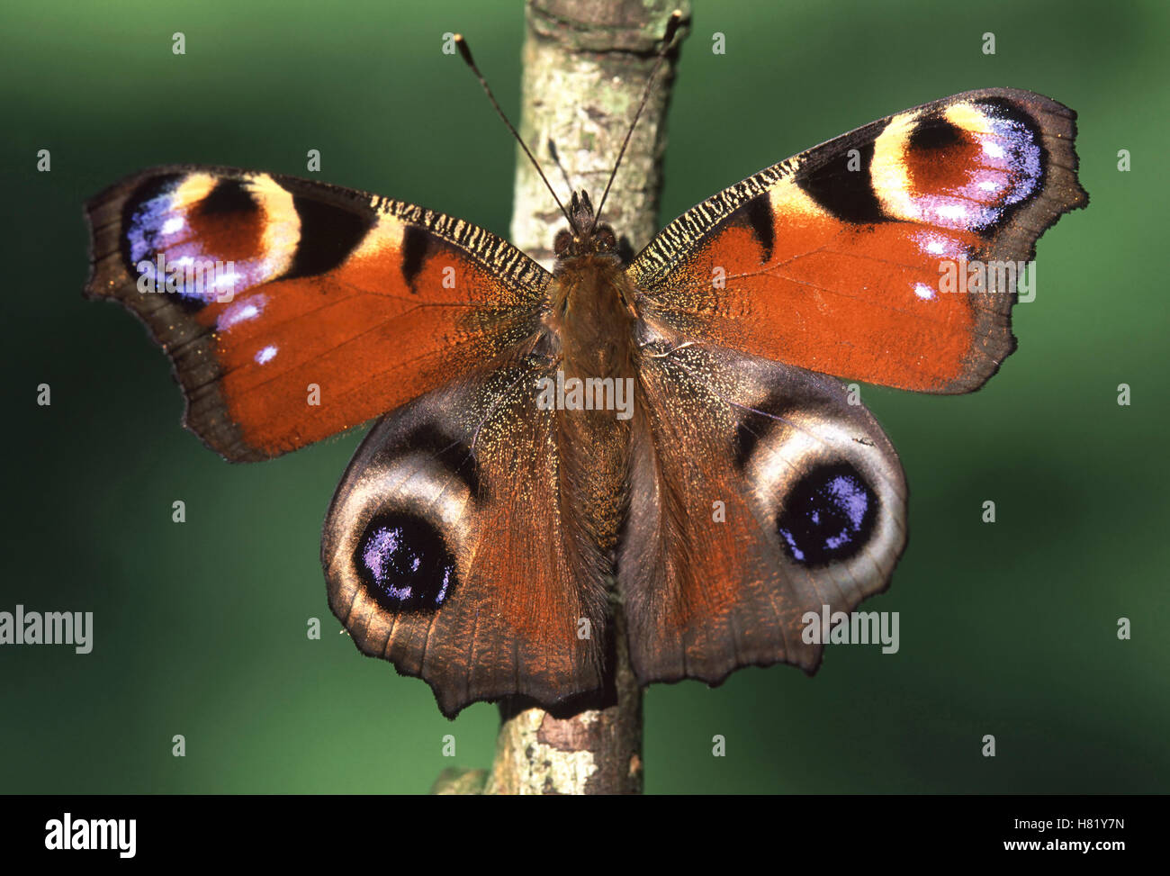 Peacock Butterfly (Inachis io) showing false eyespots, Vlaanderen ...