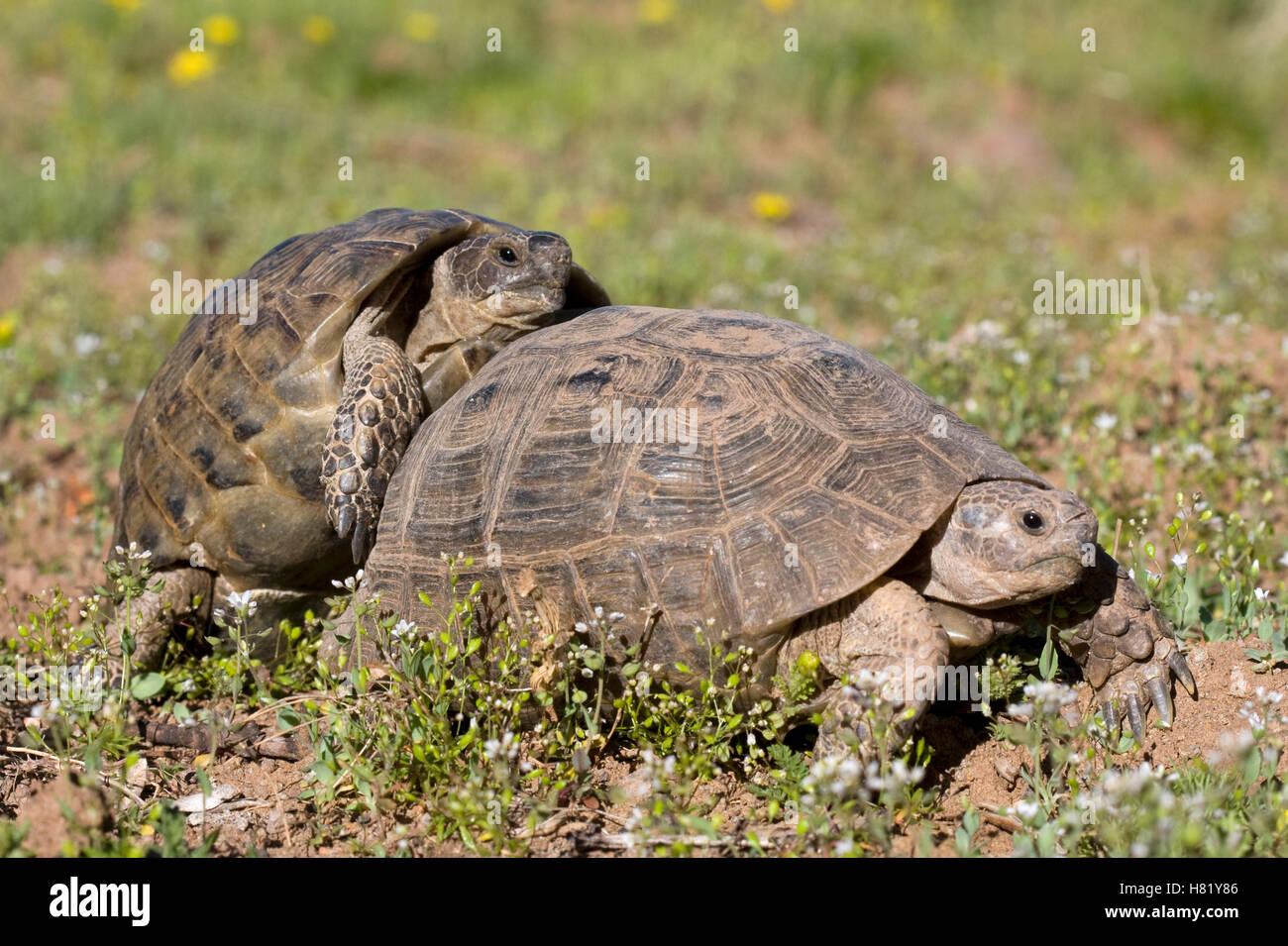 Mediterranean Spur-thighed Tortoise (Testudo graeca) mating pair, Mount ...