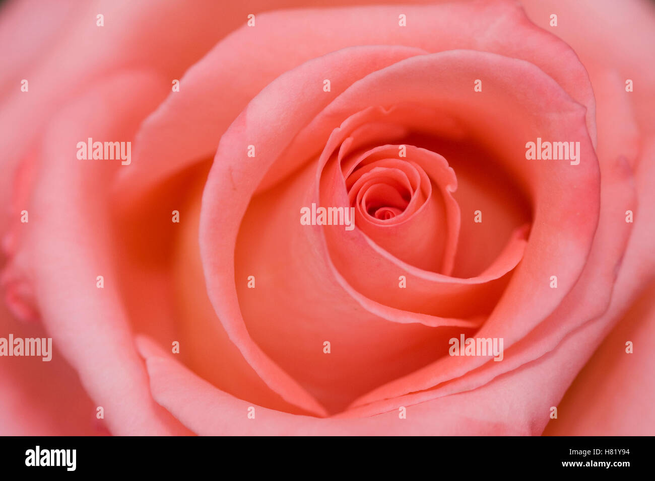 Rose (Rosa sp), Damascus, Syria Stock Photo - Alamy
