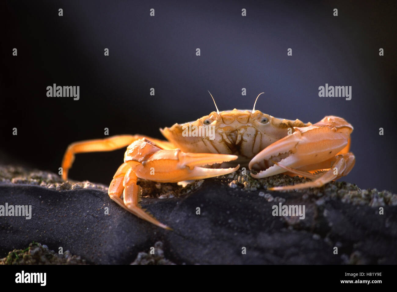 Edible Crab (Cancer pagurus), Belgium Stock Photo - Alamy