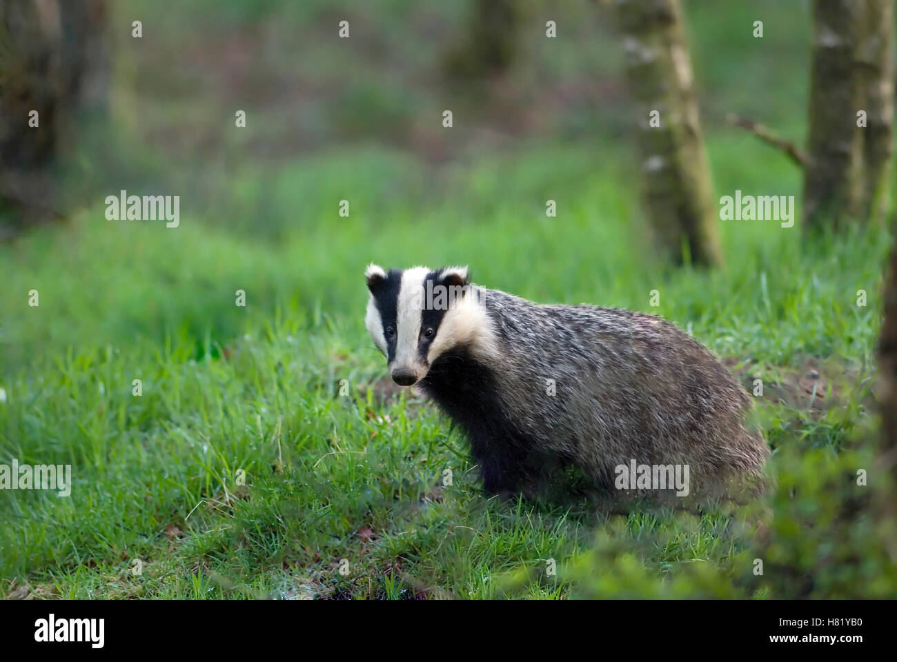 Eurasian Badger (Meles meles), Europe Stock Photo - Alamy