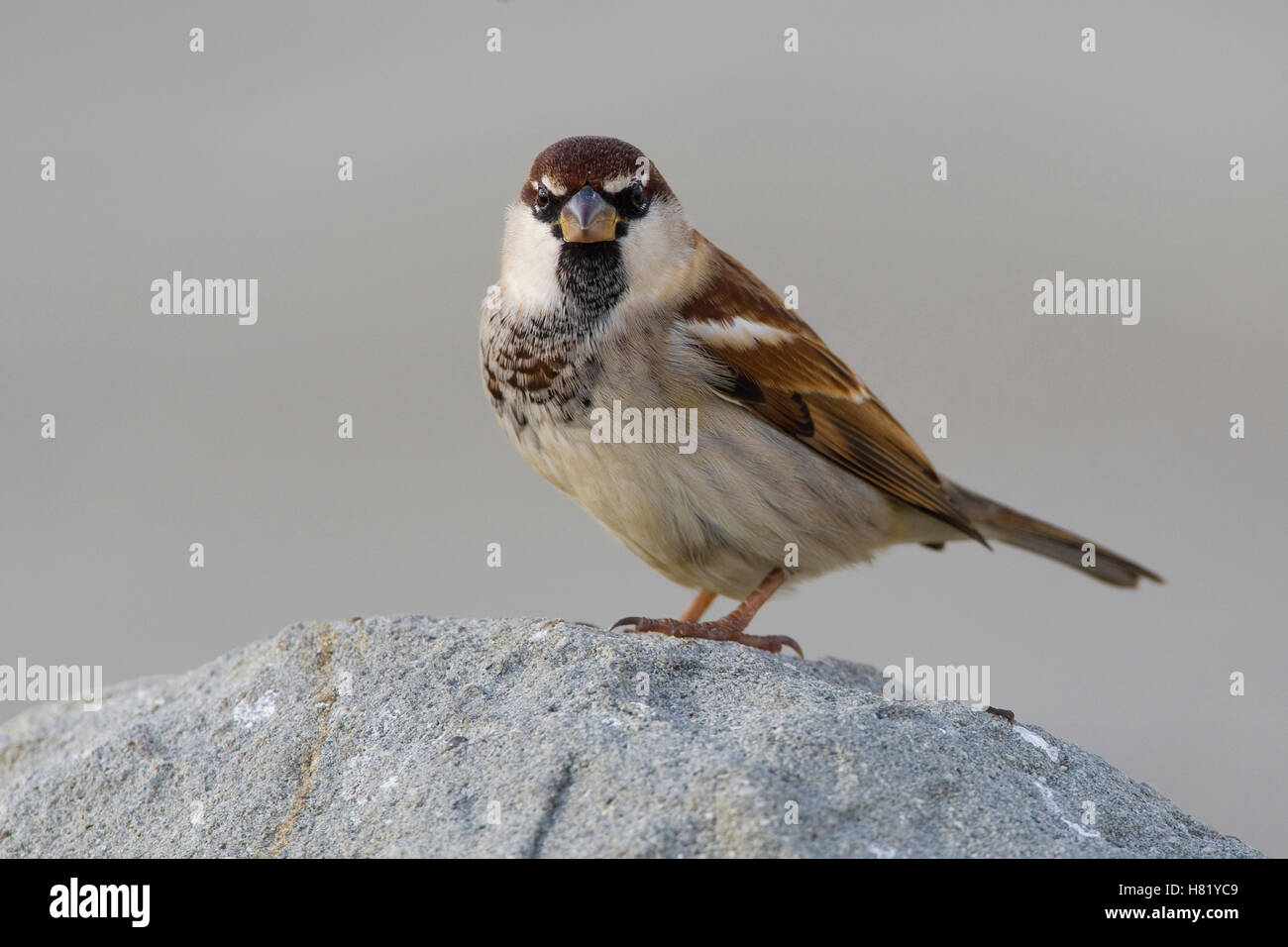 Italian Sparrow (Passer italiae), Viareggio, Italy Stock Photo - Alamy